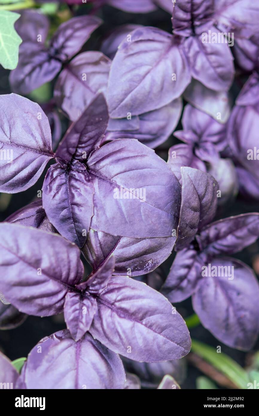 Growing purple basil in a garden in the open air. Selective focus Stock ...