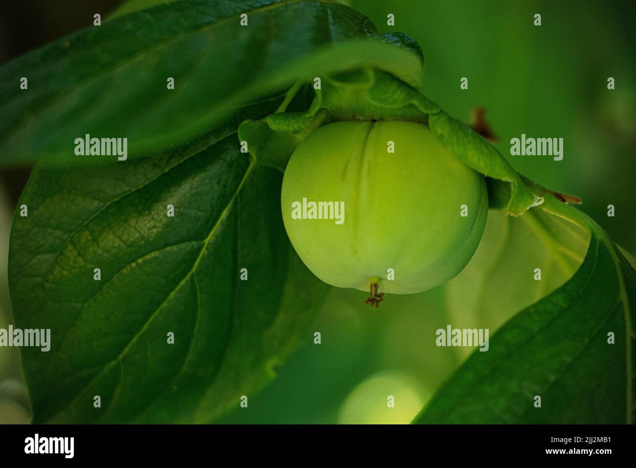 Caco tree hi-res stock photography and images - Alamy