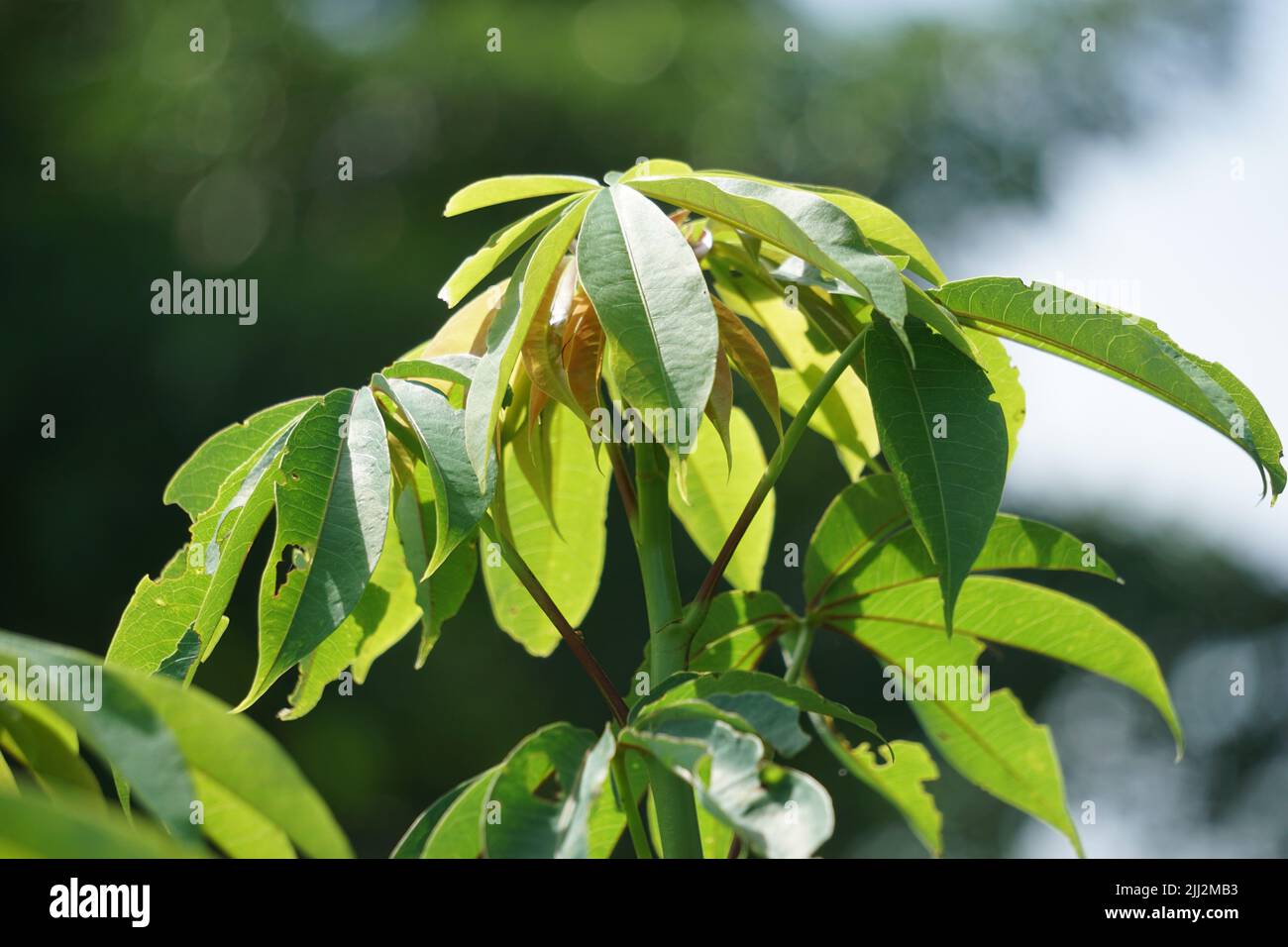 Ceiba pentandra (cotton, Java kapok, silk cotton, samauma) with a ...