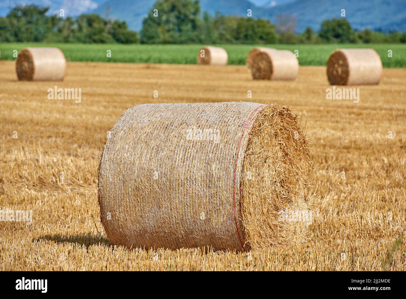 Hay field with round bales of straw rolled up in the countryside on a ...