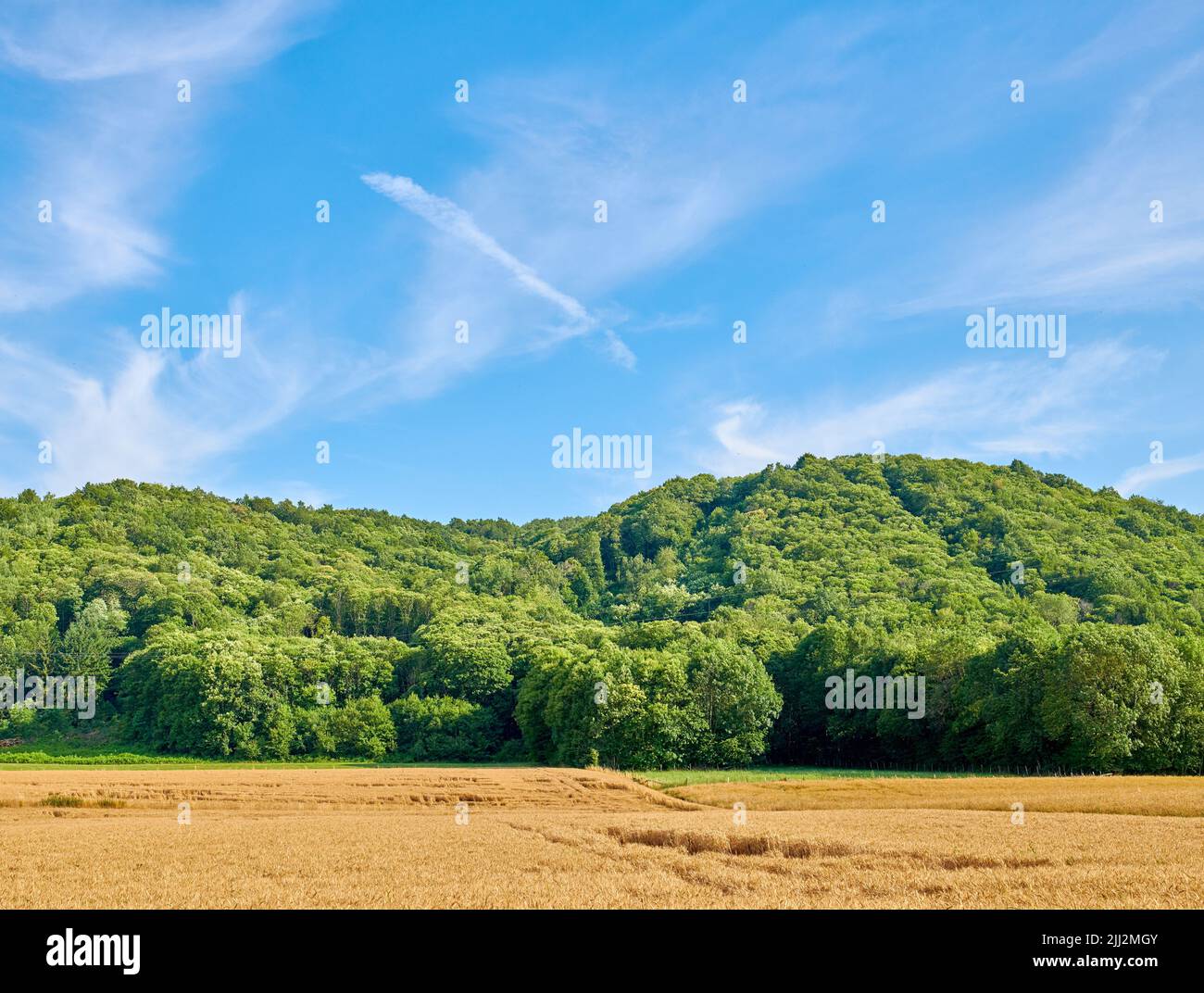 Green nature view of trees and an open barley field with a blue sky ...