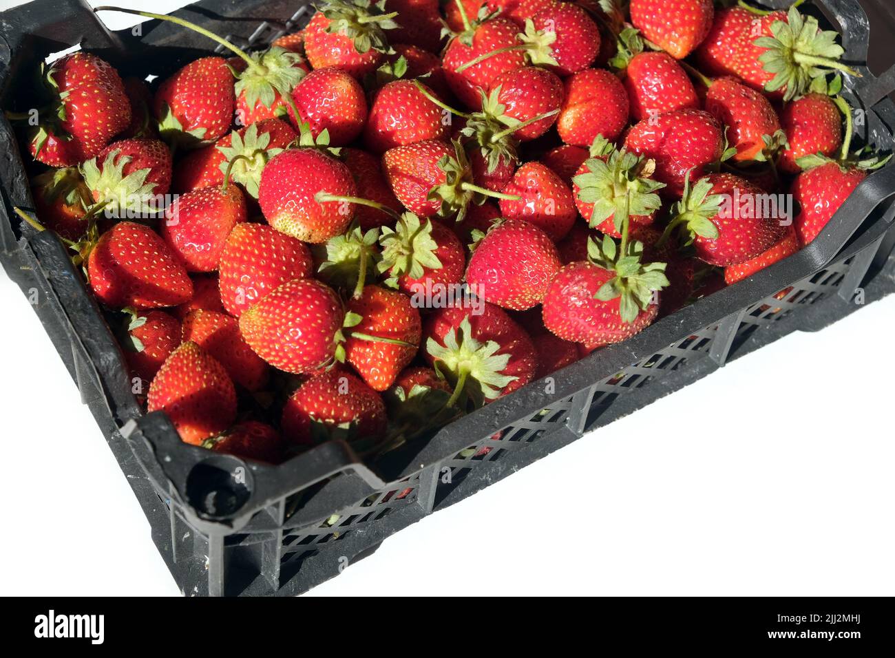 Crop of red ripe strawberries collected in black plastic crate isolated ...