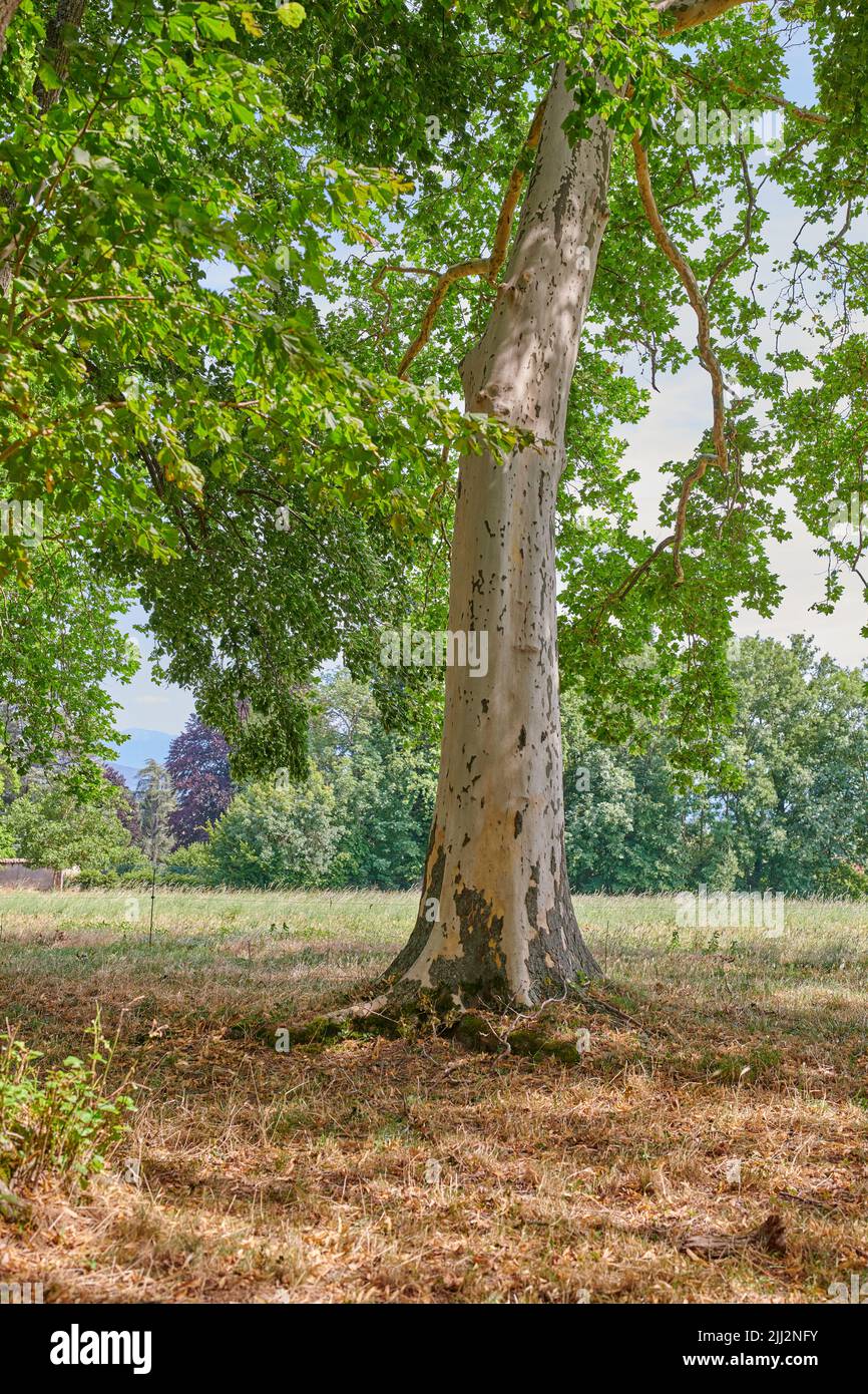 Populus tree growing in a forest or on an empty field in summer ...