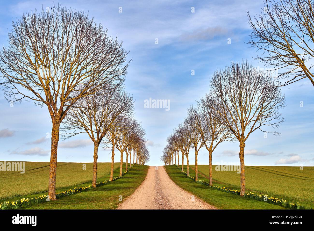 Countryside Path Nature Tree Premium Photo | Path In The Countryside