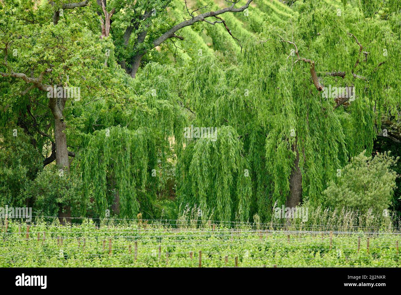 Landscape view of vineyard of green grapes growing on wine agriculture ...