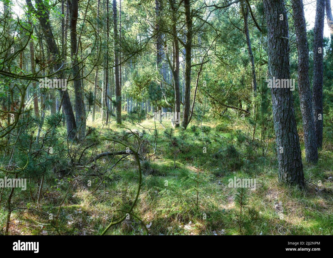 Trees of all types and seasons. A beautiful world of differences. Trees ...