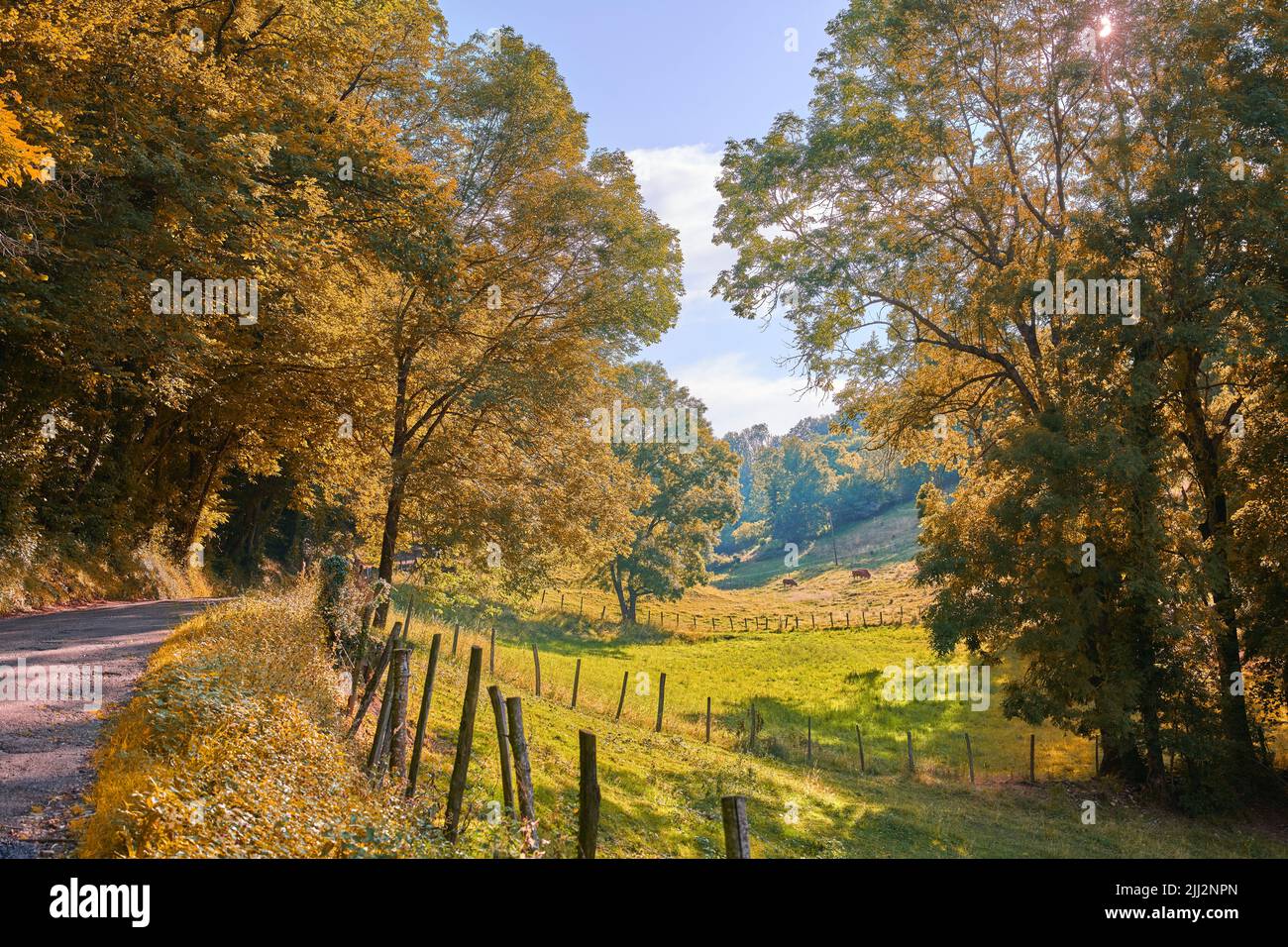 Autumn countryside road on a farm land. Yellow trees landscape on ...