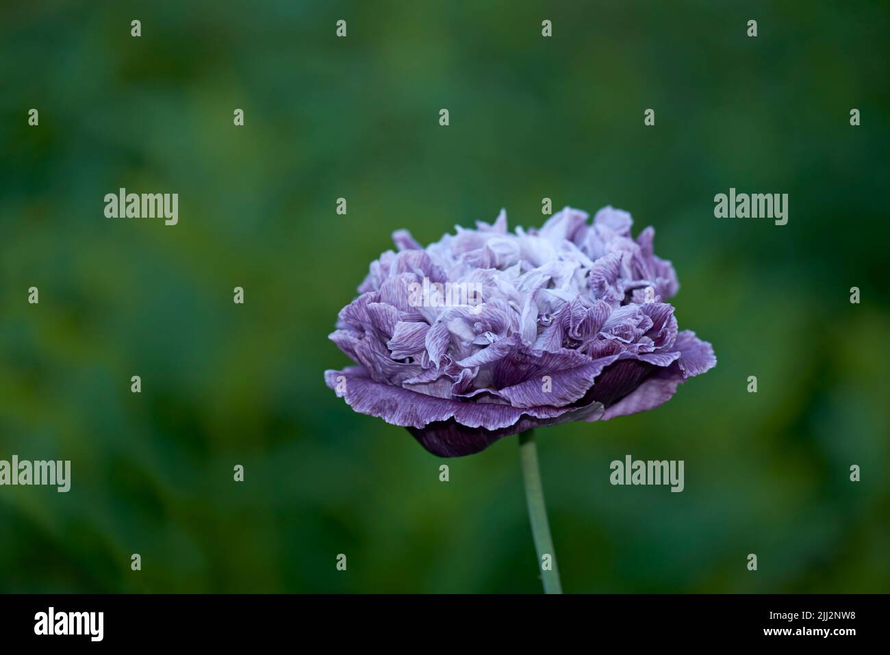 One opium poppy purple flower growing in a garden against a blurred ...