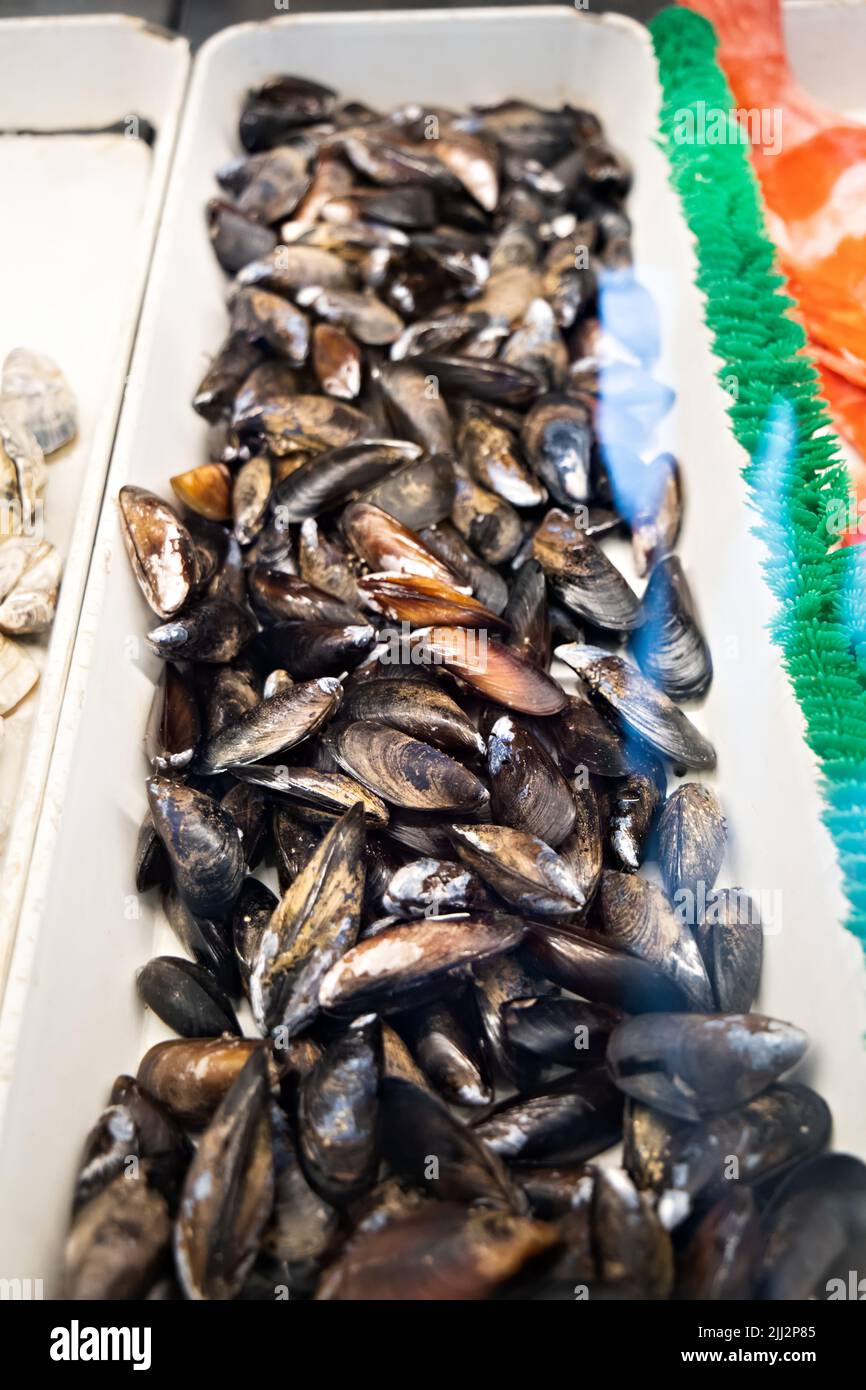A pile of large black mussels sitting on ice at an outdoor farme'r ...