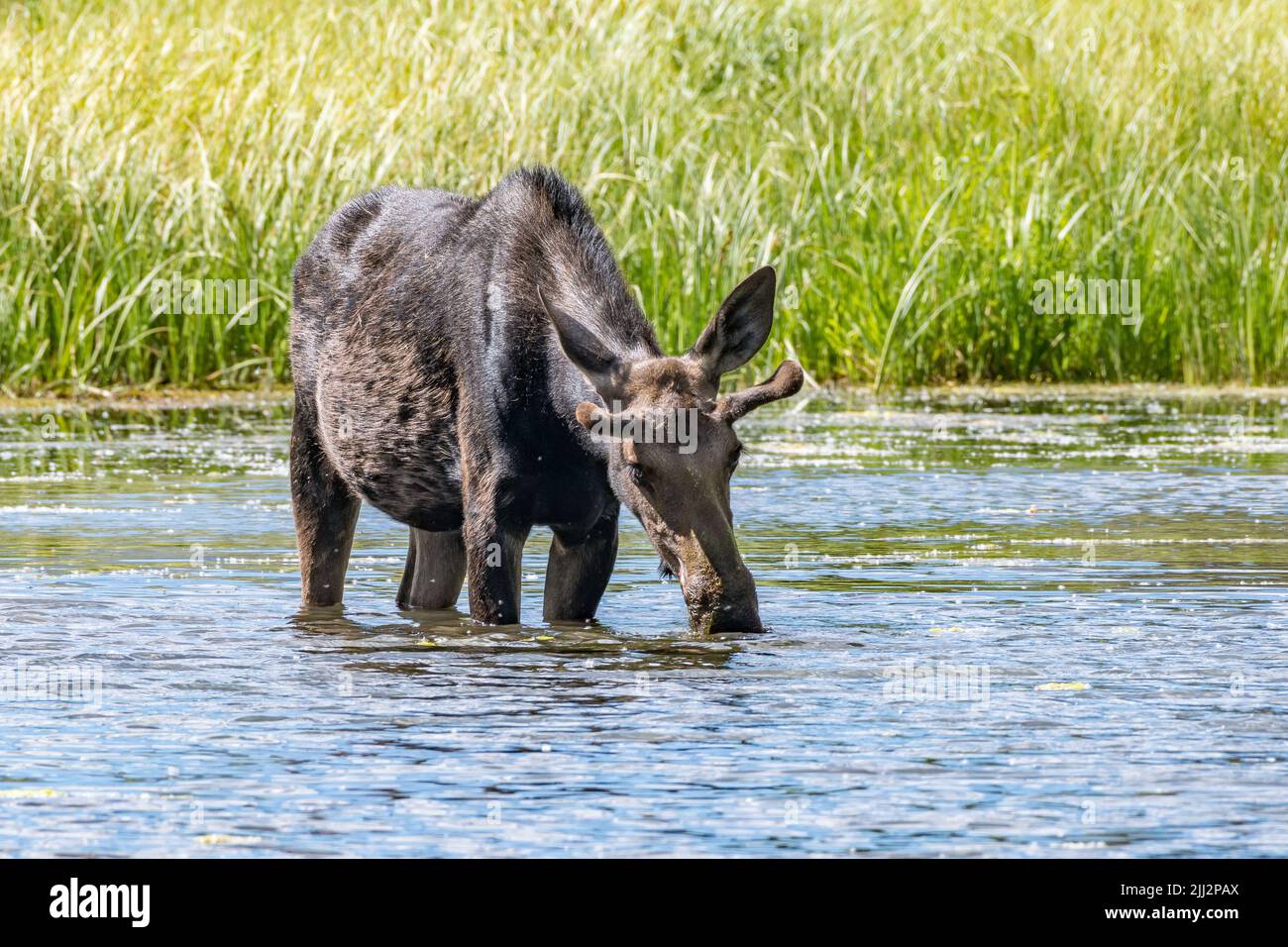 Moose eating by a pond hi-res stock photography and images - Alamy