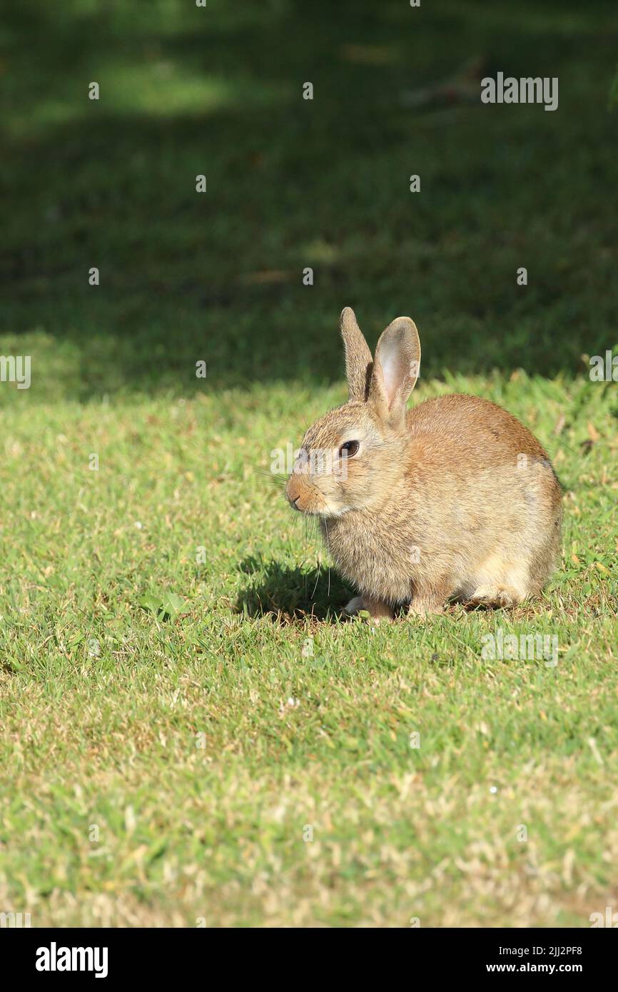 Common rabbit species hi-res stock photography and images - Alamy