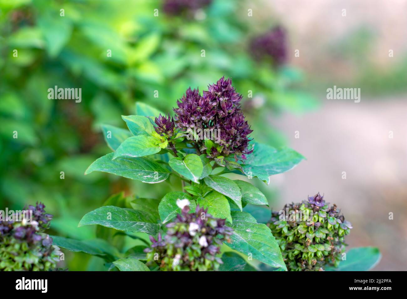 Tulsi flower hi-res stock photography and images - Alamy