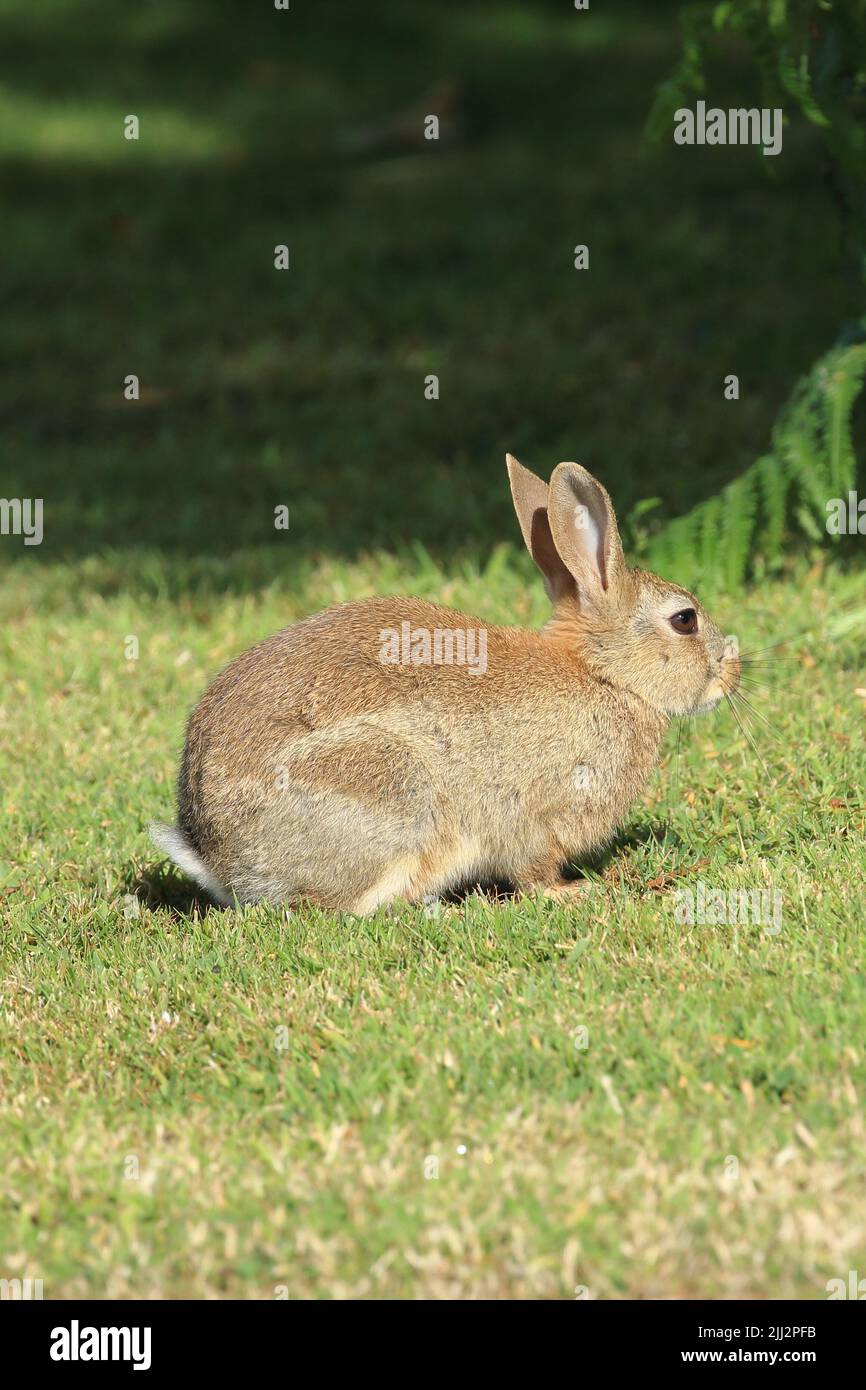 Common rabbit species hi-res stock photography and images - Alamy