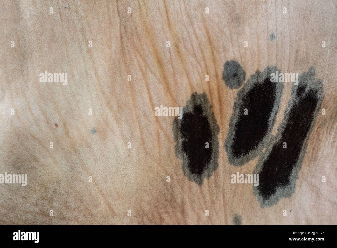Black Spots on the wrinkled brown bull skin Stock Photo - Alamy
