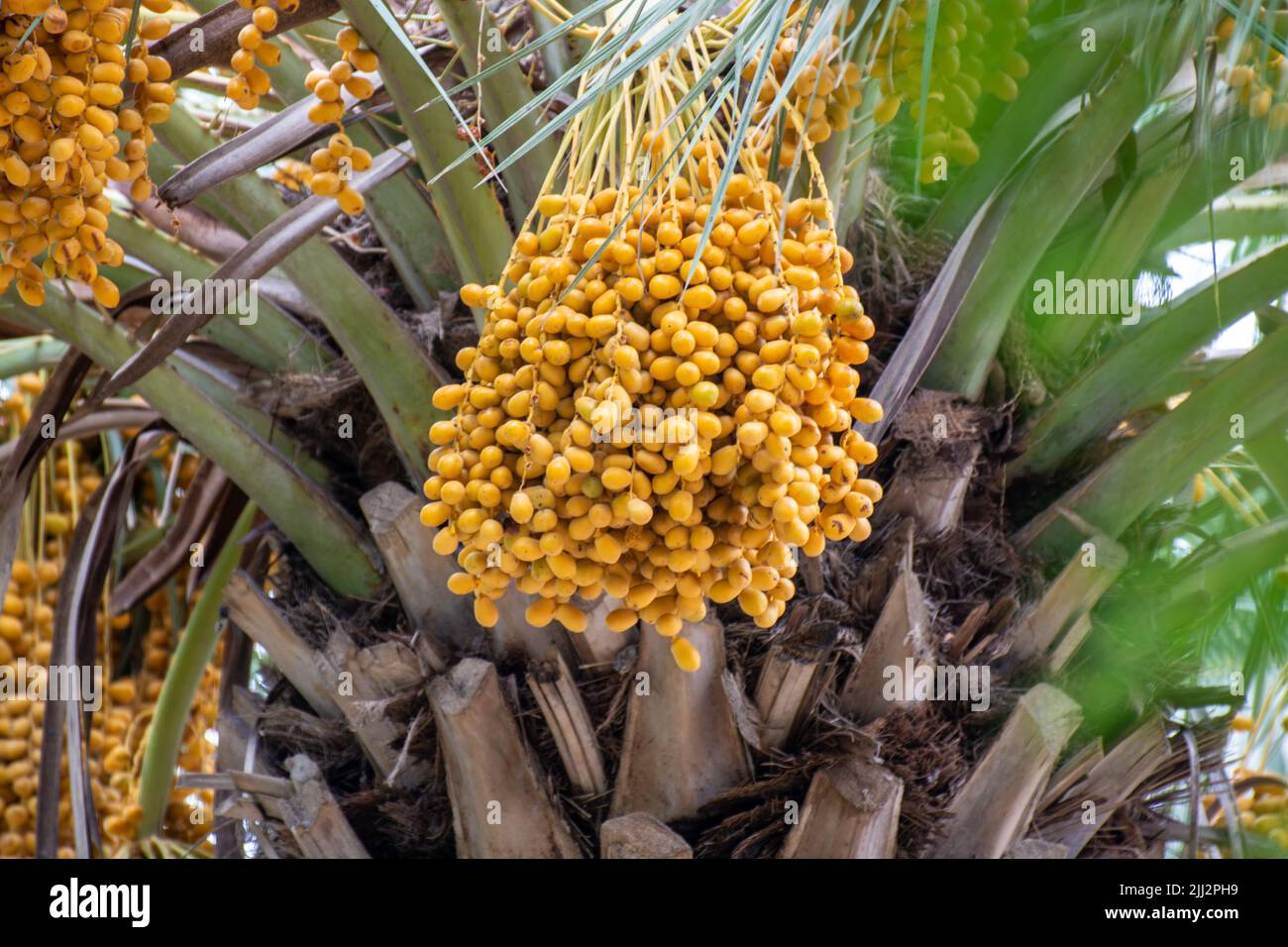 Yellow colored bunch of date fruits in the Muscat Stock Photo - Alamy