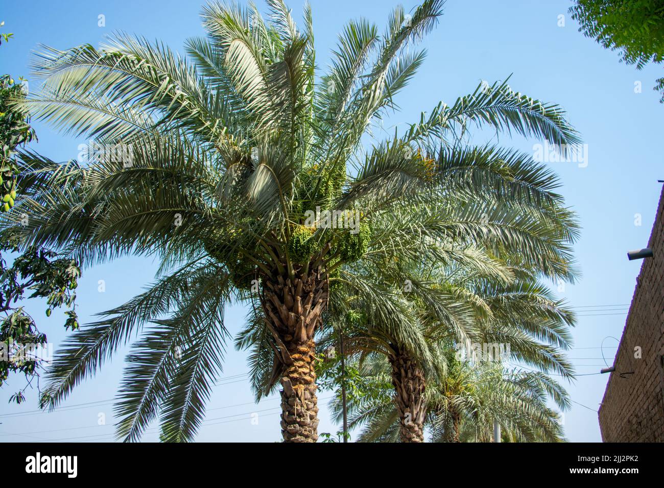 Green date trees in rows Stock Photo - Alamy