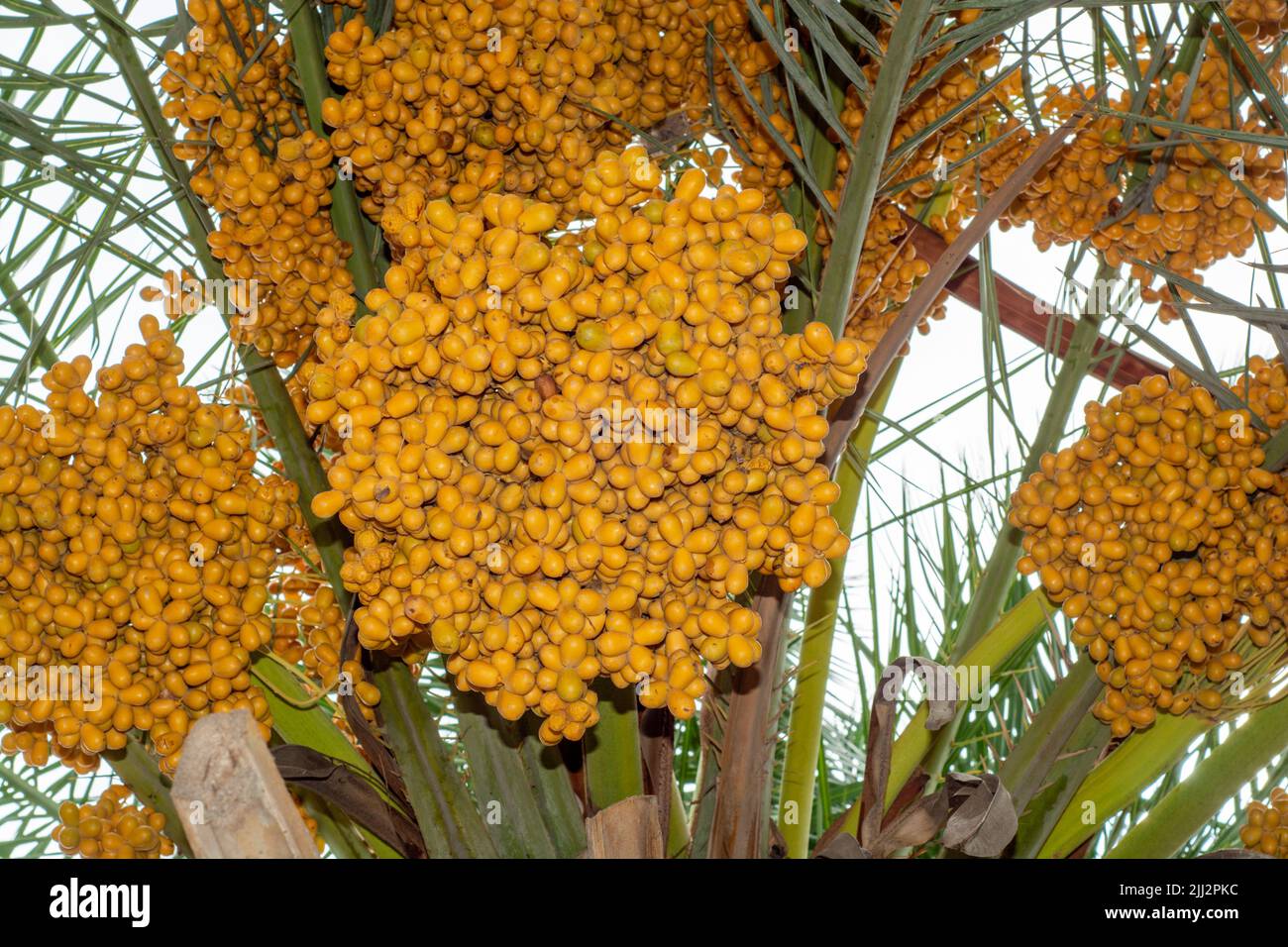 Date fruits on a tree Stock Photo - Alamy