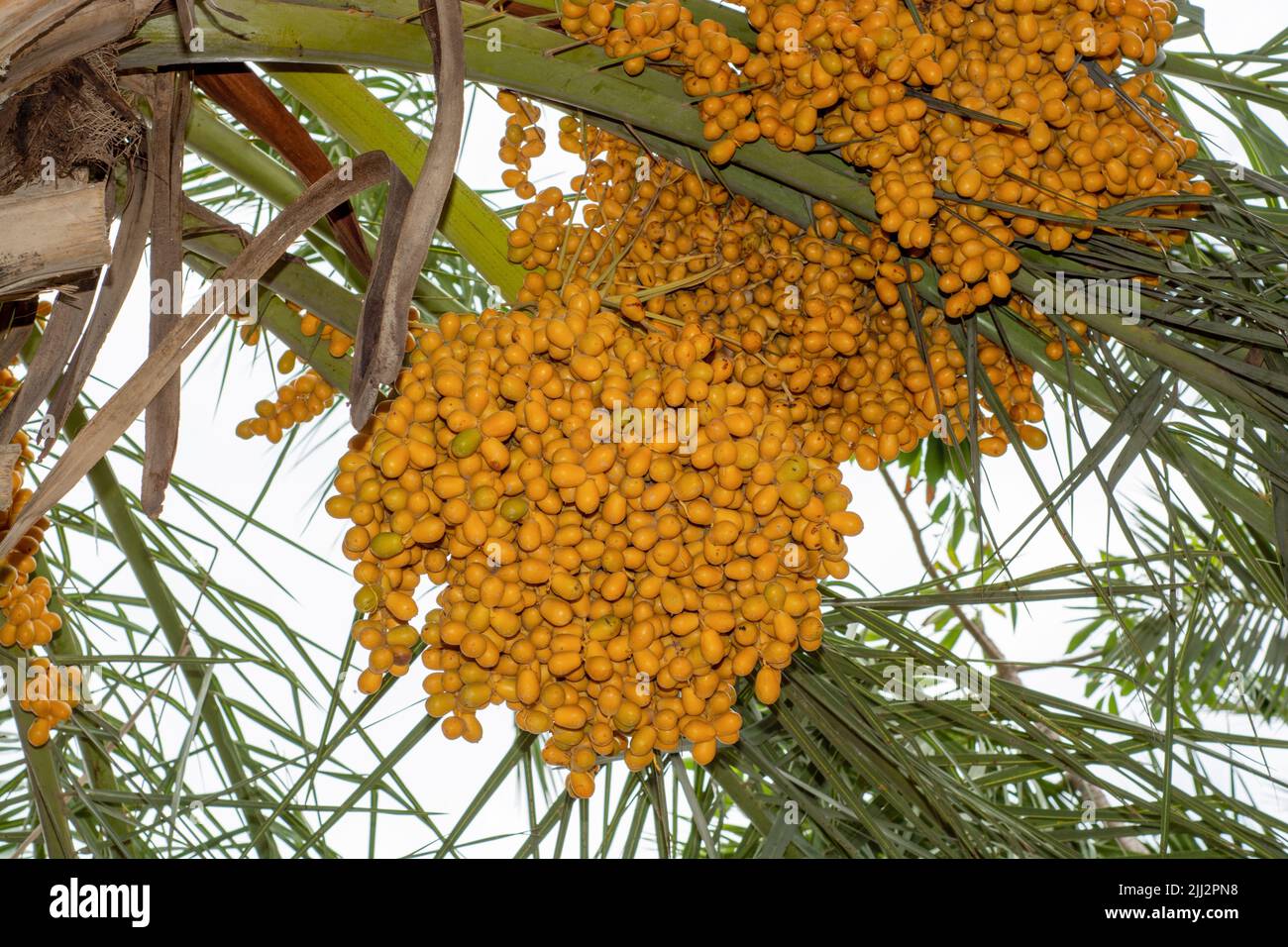 Close up of date fruit bunches Stock Photo - Alamy