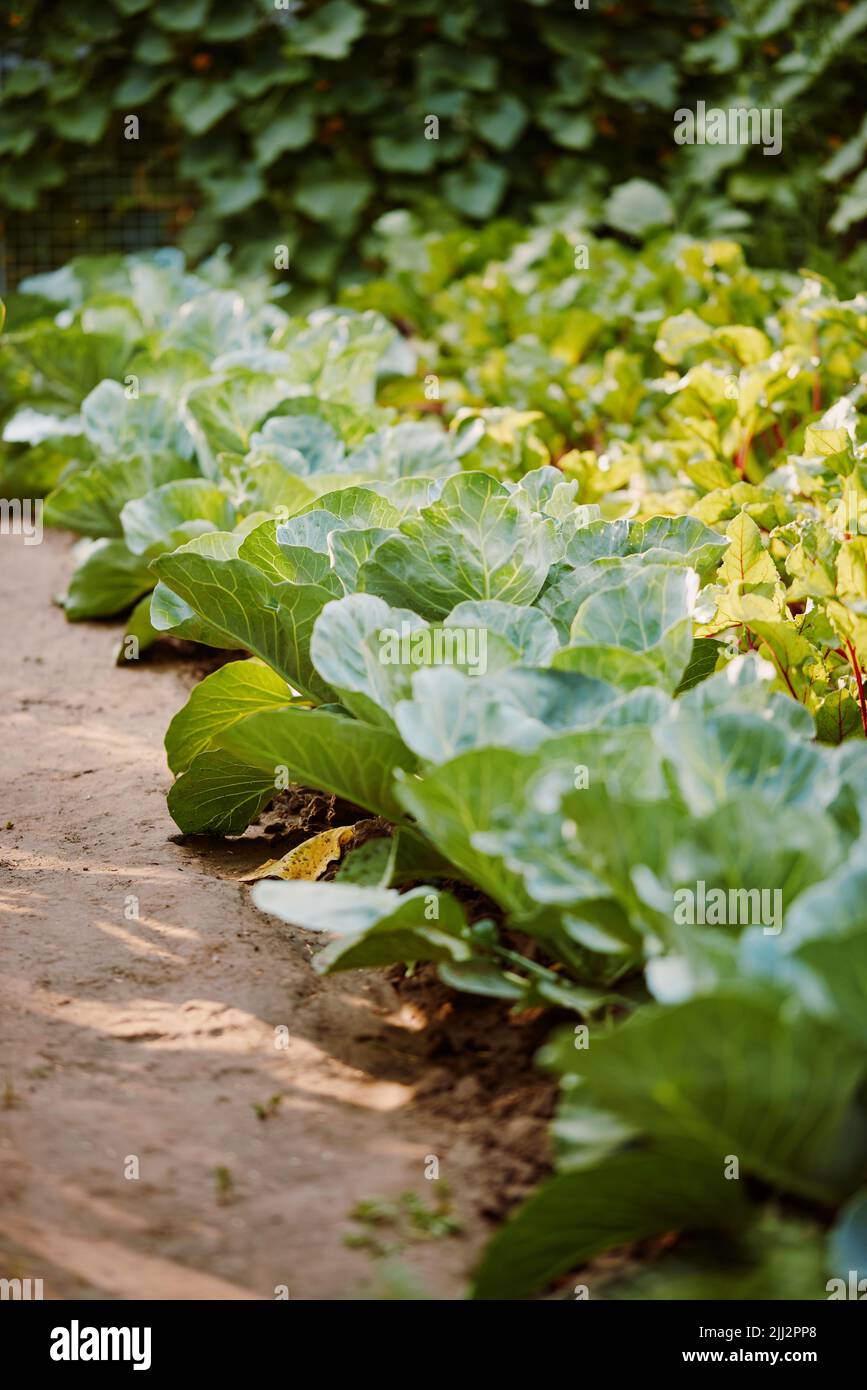 Rows of fresh cabbage plants in the garden Stock Photo - Alamy
