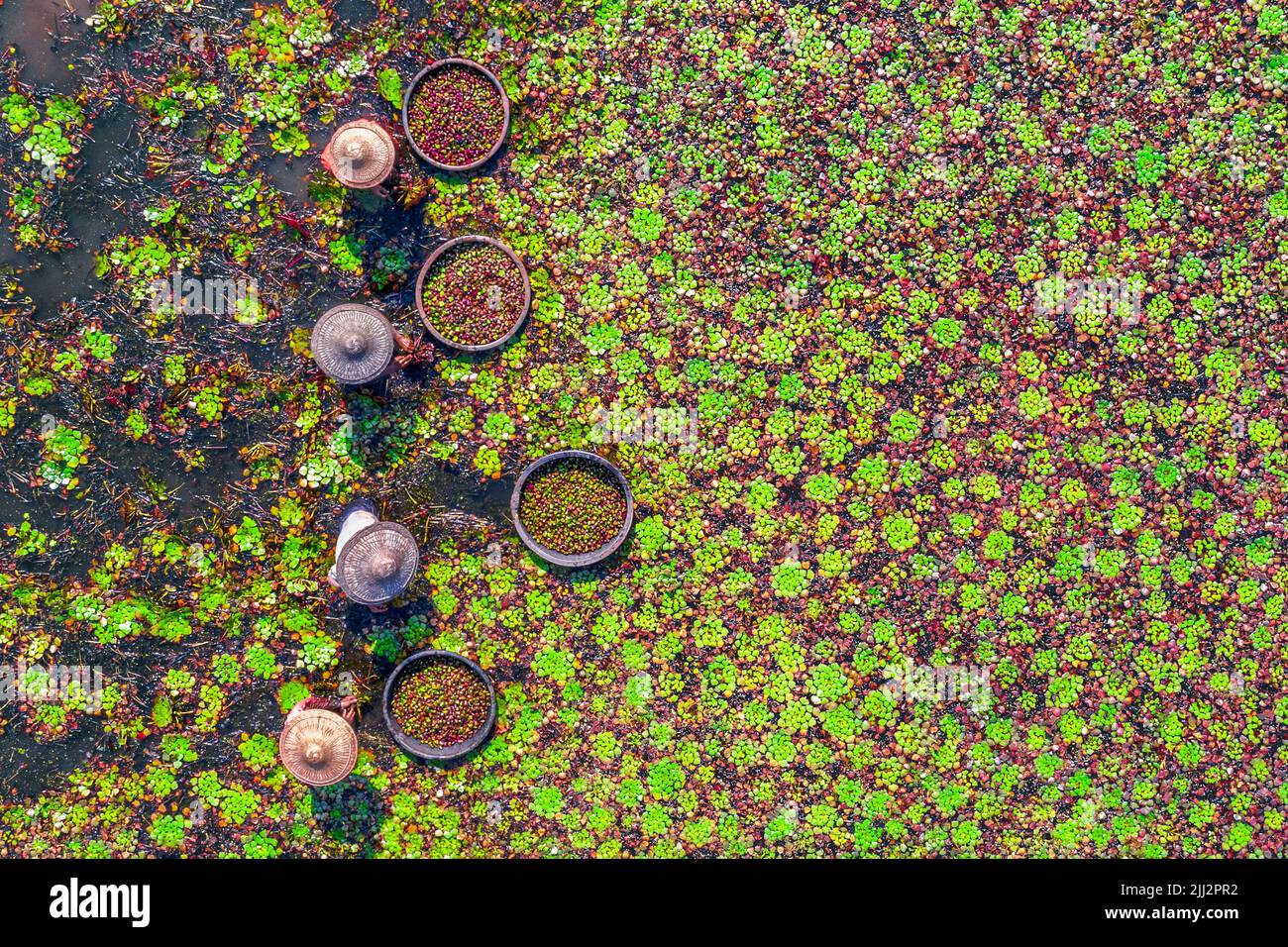 Farmers are picking water chestnuts from lake water Stock Photo - Alamy
