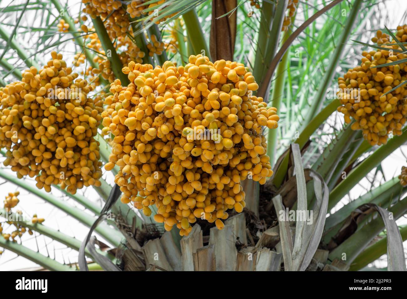 Muscat seed hi-res stock photography and images - Alamy