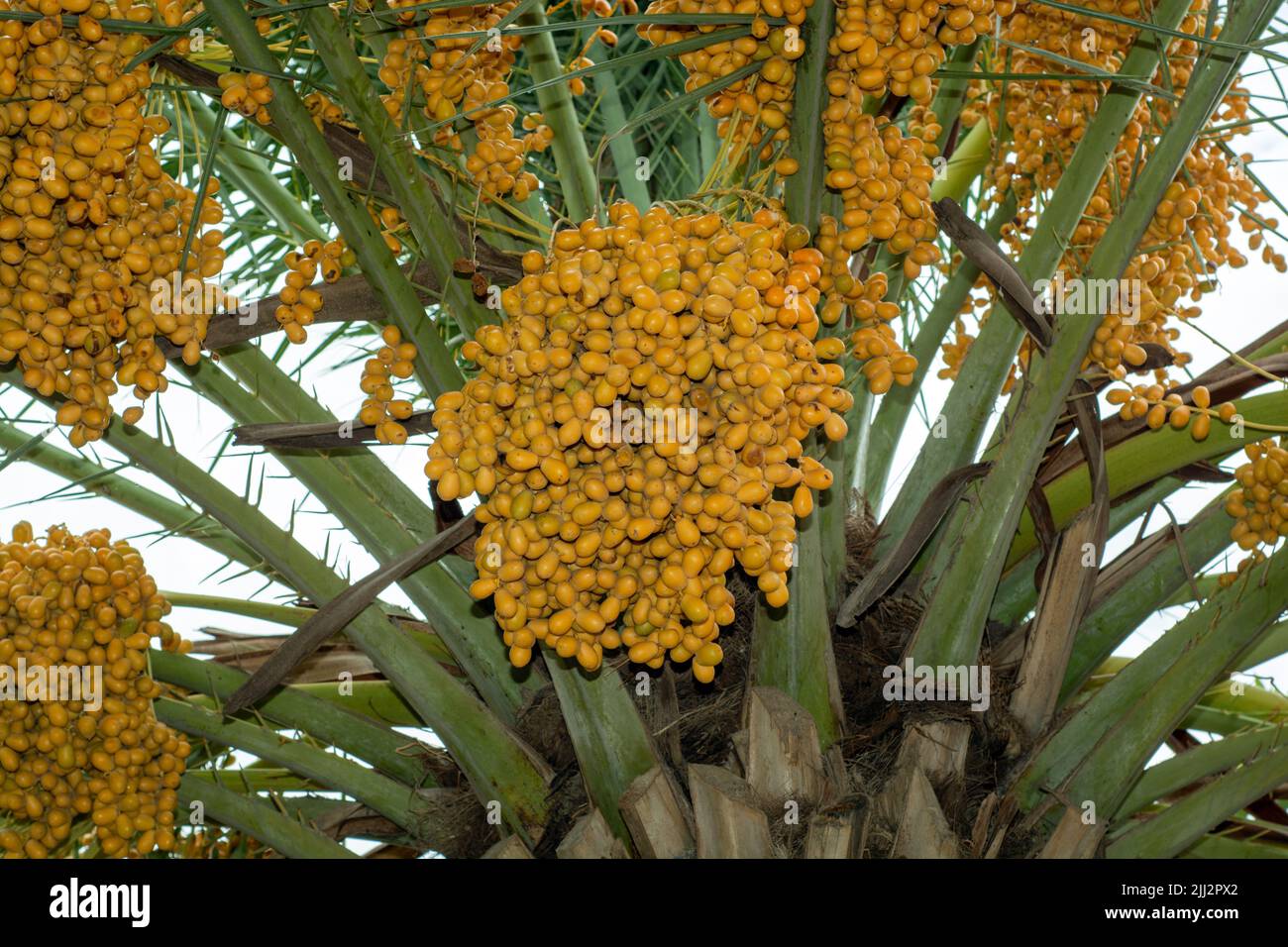 Date fruit bunches on tree Stock Photo - Alamy