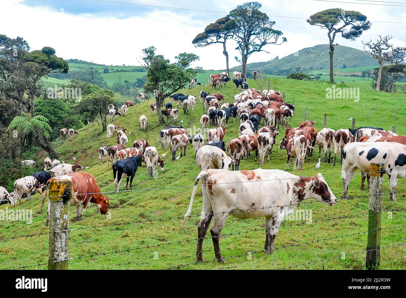 Dairy cows graze on Ambewela farm pastures srilanka Stock Photo - Alamy