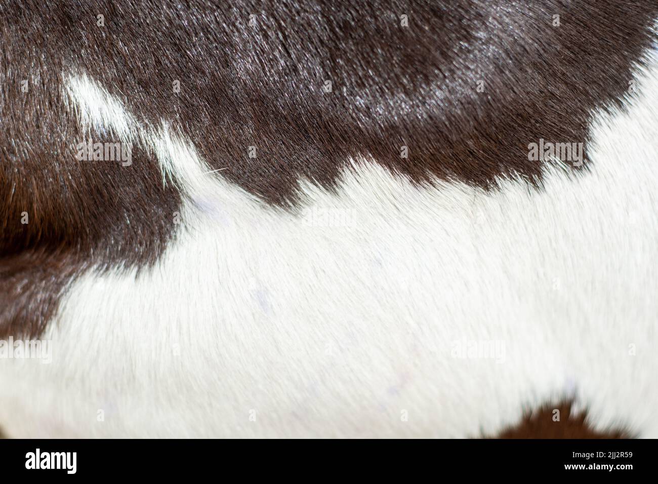 Texture or pattern of cow skin Stock Photo - Alamy