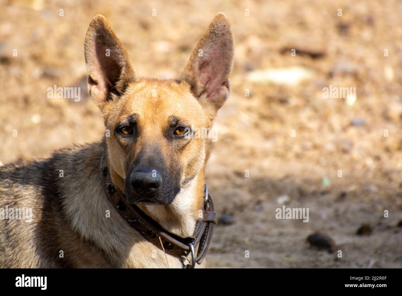 Portrait of a German Shephard dog in the village Stock Photo - Alamy