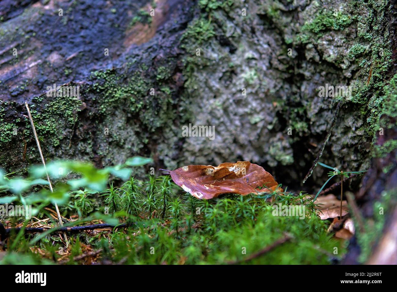 Macro, detail, close up photos of a forest, lawn. Details of plants ...