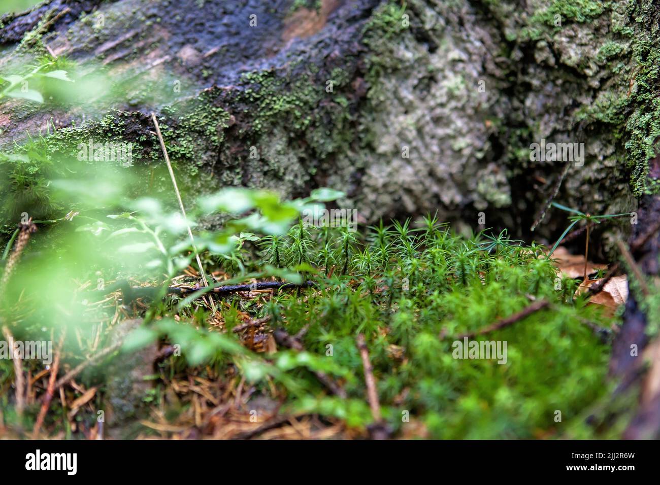 Macro, detail, close up photos of a forest, lawn. Details of plants ...