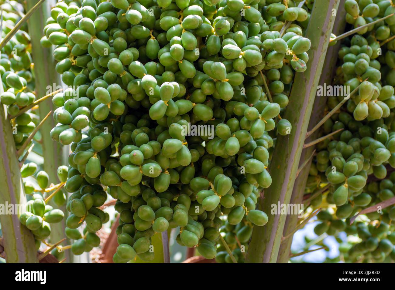 Dates palm tree arabic hi-res stock photography and images - Alamy