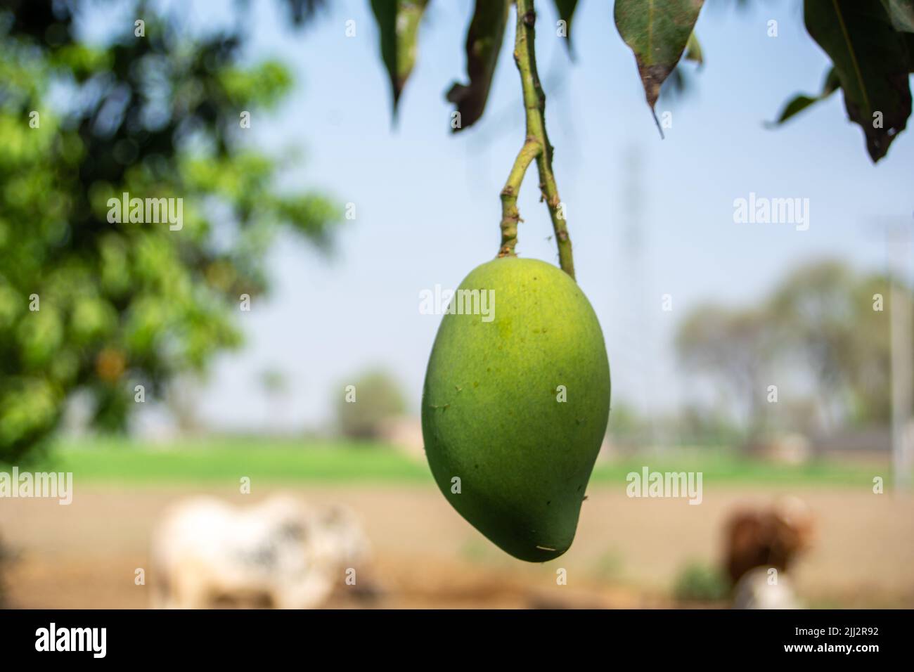 Green mango on a tree in the Punjab Stock Photo - Alamy