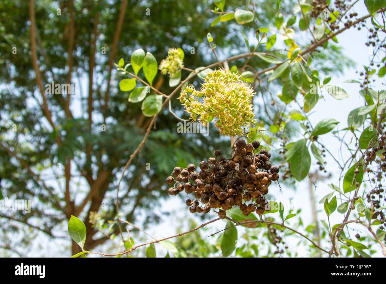 Henna plant with seeds and flowers Stock Photo - Alamy