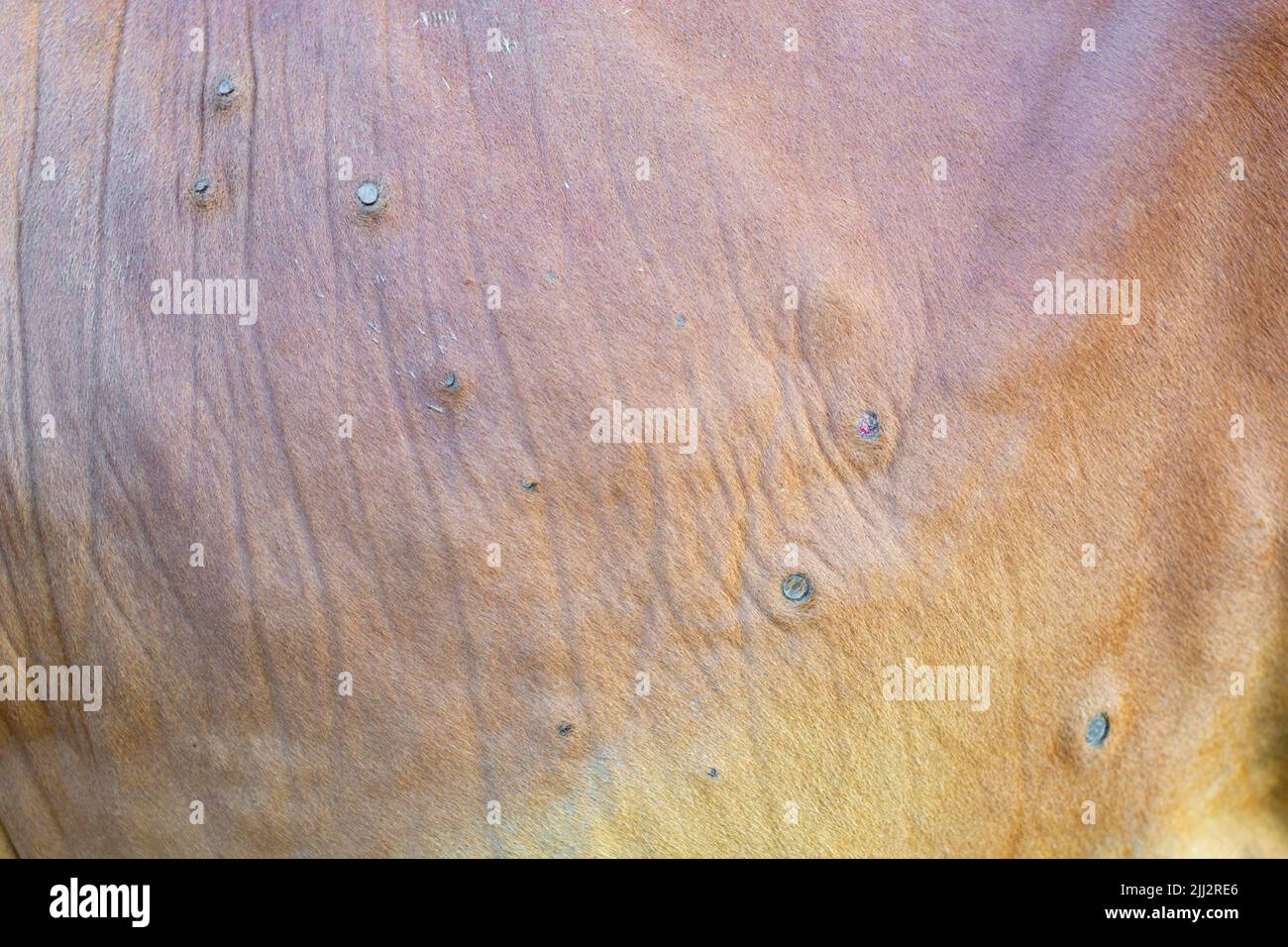 Lumpy skin diseases hi-res stock photography and images - Alamy