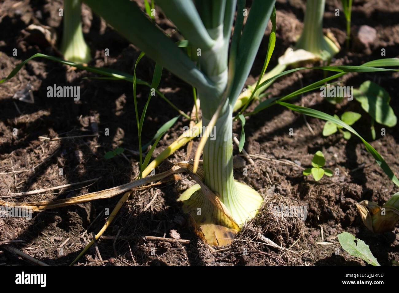 Onion stem sticks out from the countryside ground Stock Photo - Alamy