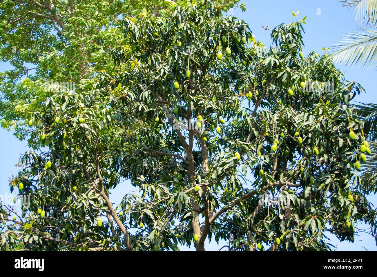 Mango tree with fruits Stock Photo - Alamy
