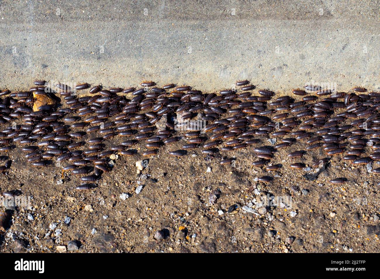 Migration of a large group of Cellar woodlouse insects. Insect life ...