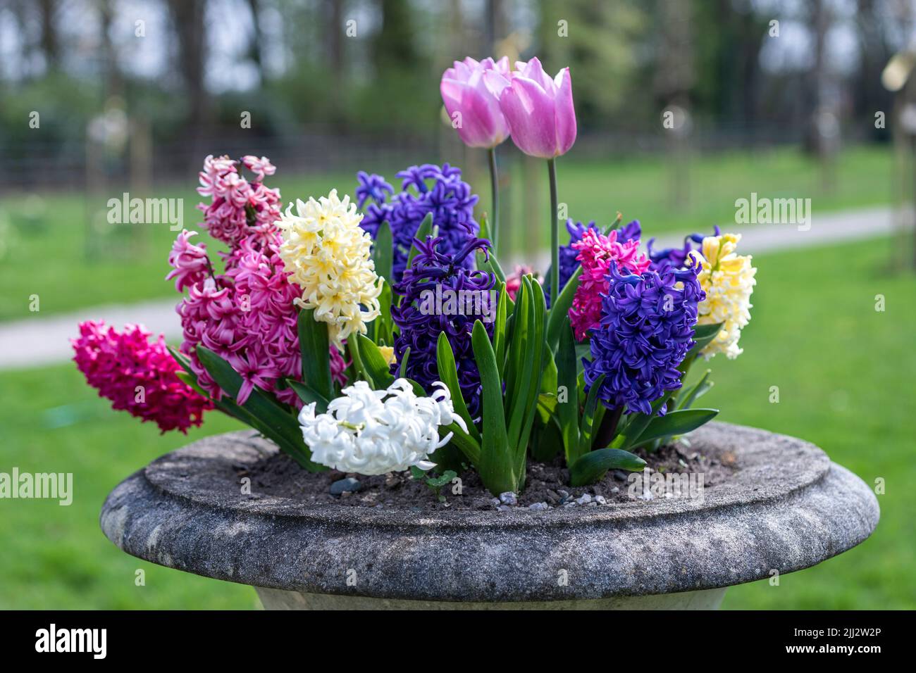 Tulips and Hyacinth, Lytham Hall, 18th-century Georgian country house ...