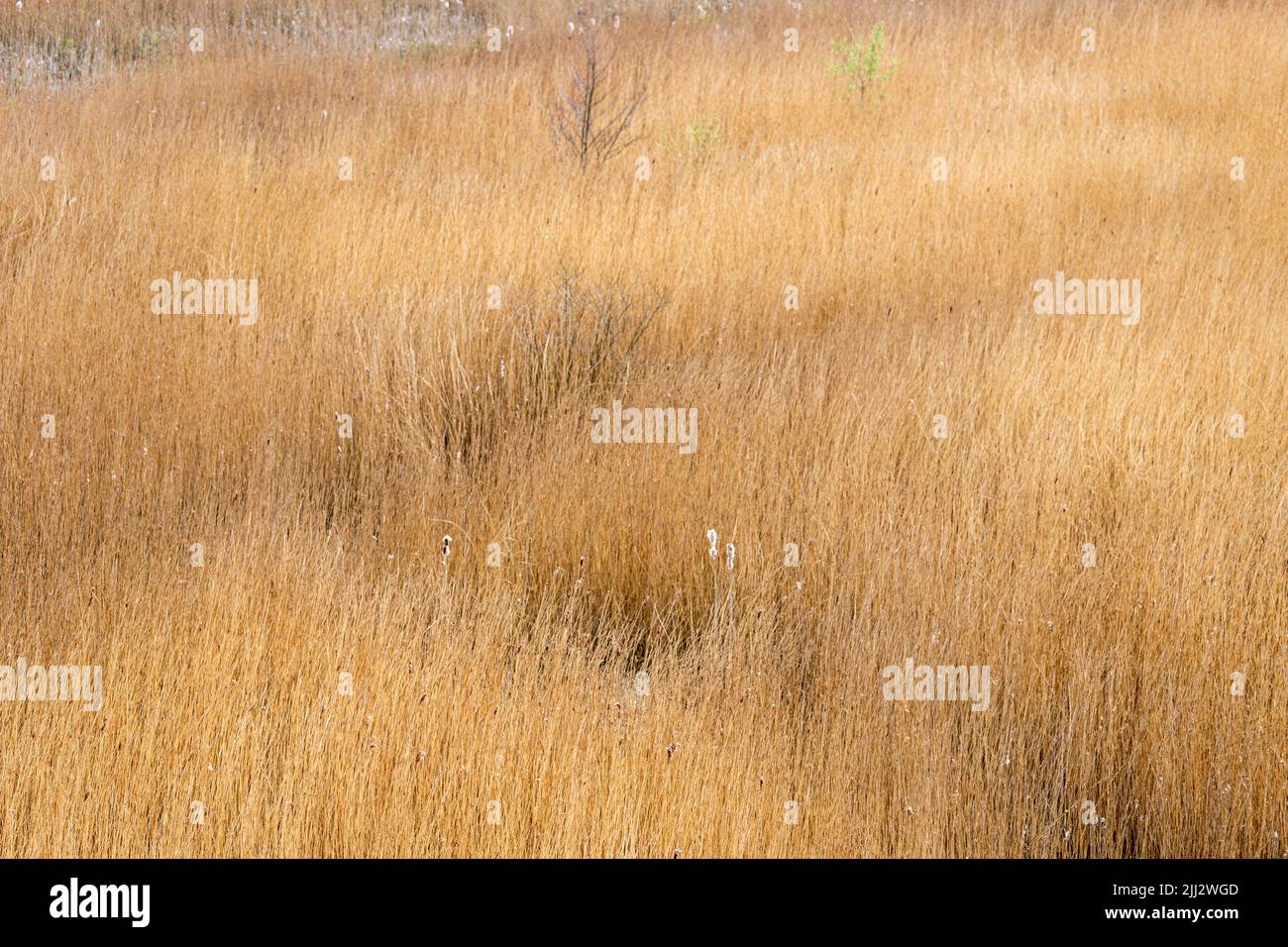 Reeds in Leighton Moss RSPB reserve, Lancashire, England, United ...