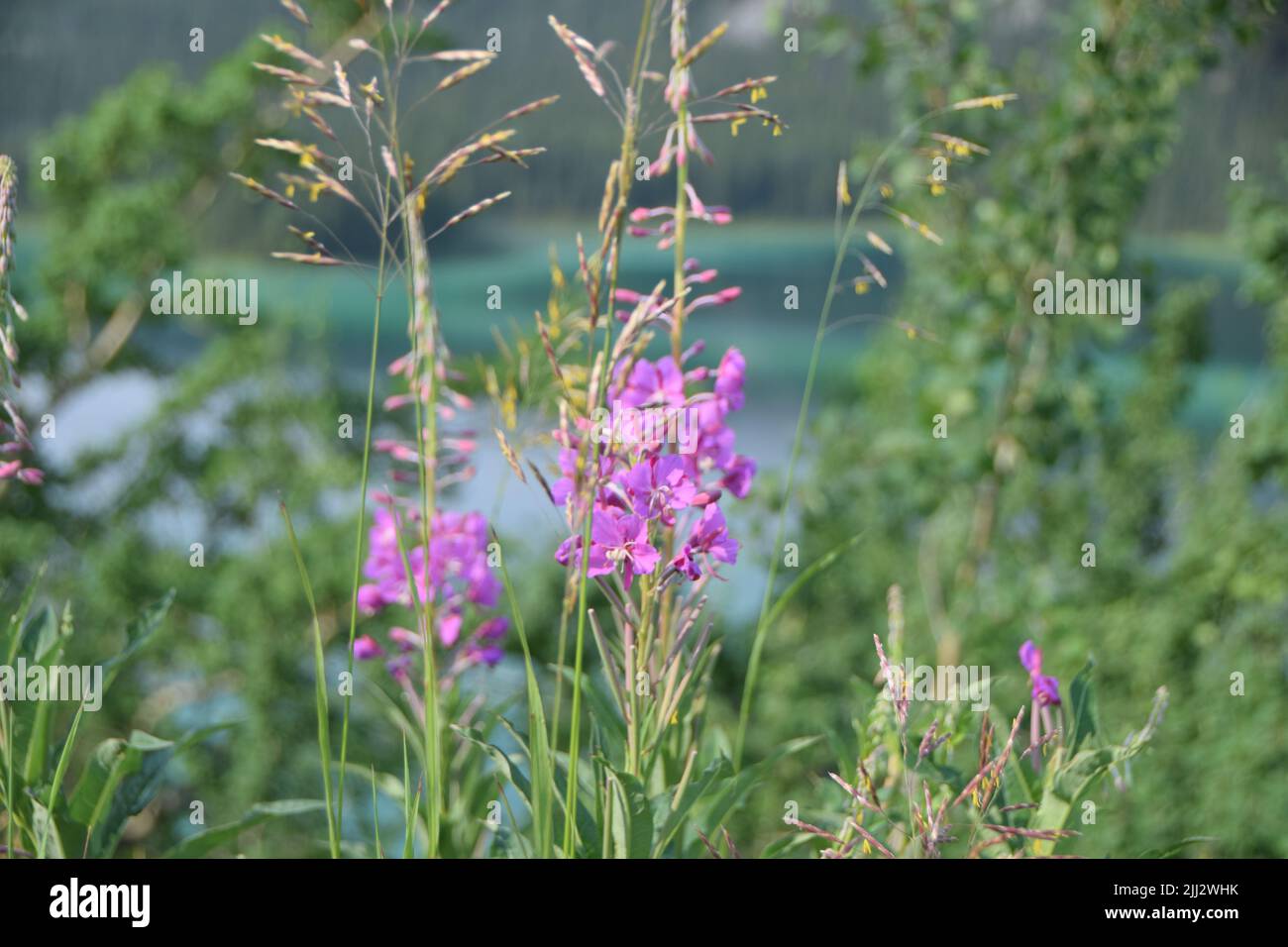 Yukon fireweed with emerald lake in background Stock Photo - Alamy