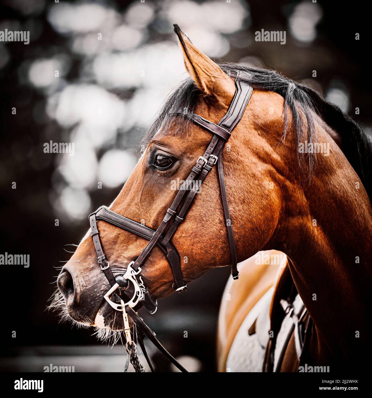 Portrait of a beautiful bay horse with a bridle on its muzzle ...