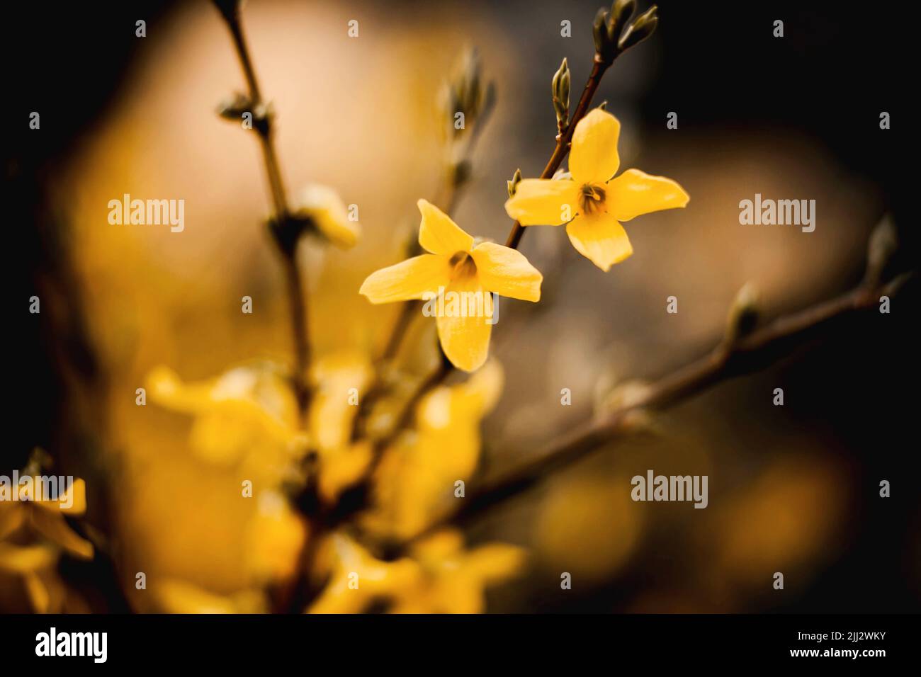 Beautiful yellow fragrant forsythia flowers bloom on the branches of ...