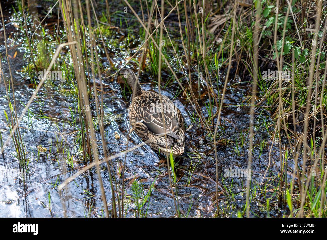 Female Mallard duck, Leighton Moss RSPB reserve, Lancashire, England ...