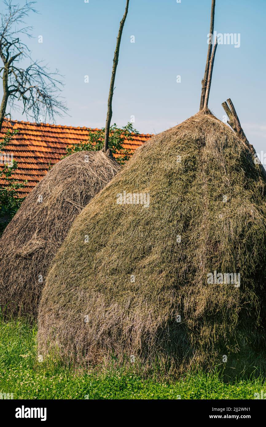 Traditional eastern european haystacks on field Stock Photo - Alamy