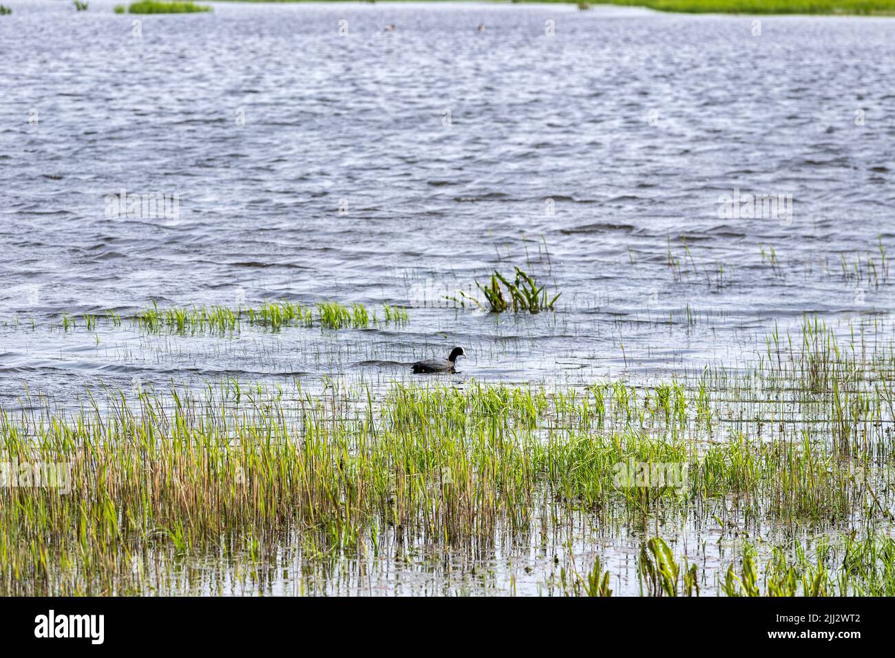 Eurasian coot , Leighton Moss RSPB reserve, Lancashire, England, United ...