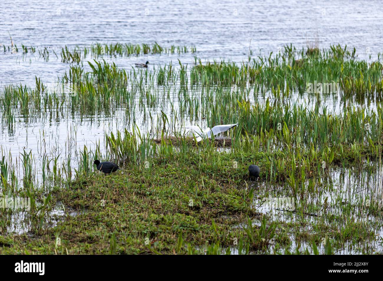 Leighton Moss RSPB reserve, Lancashire, England, United Kingdom Stock ...