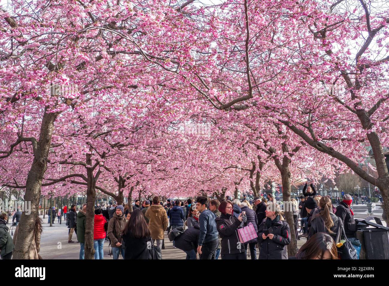 Stockholm, Sweden - 04.16.2017: People walking under blooming cherry ...
