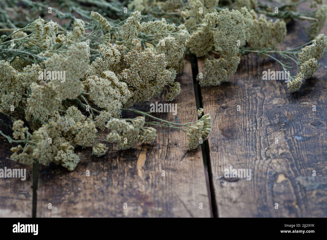 Common yarrow Achillea millefolium white dry flowers. milfoilold table ...