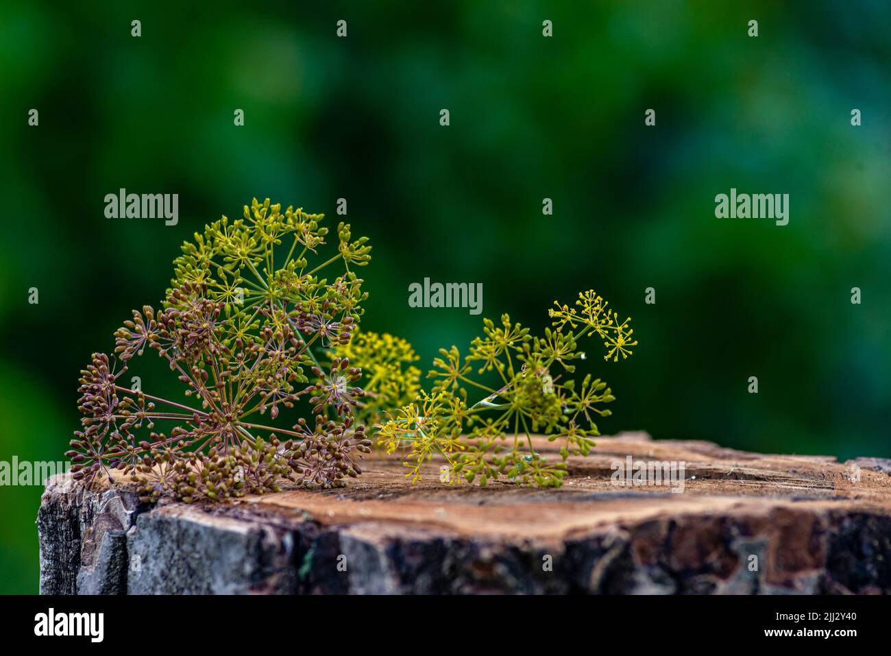 dill flower table, green nature background wood stump trunk outdoor ...